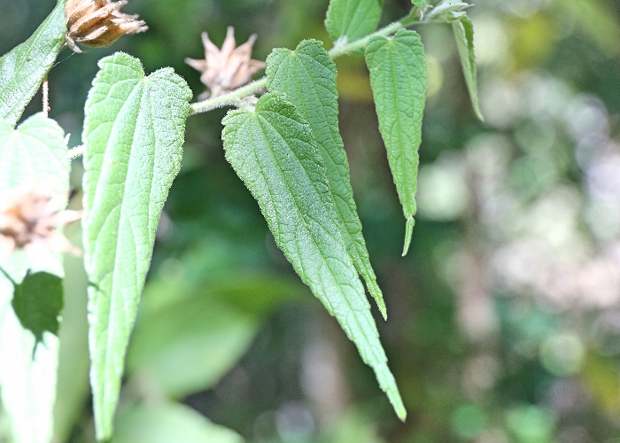 North Queensland Plants - Malvaceae